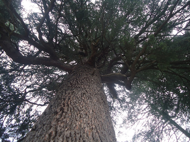 Spice of Life!: Feeling Dwarfed (#ThursdayTreeLove)