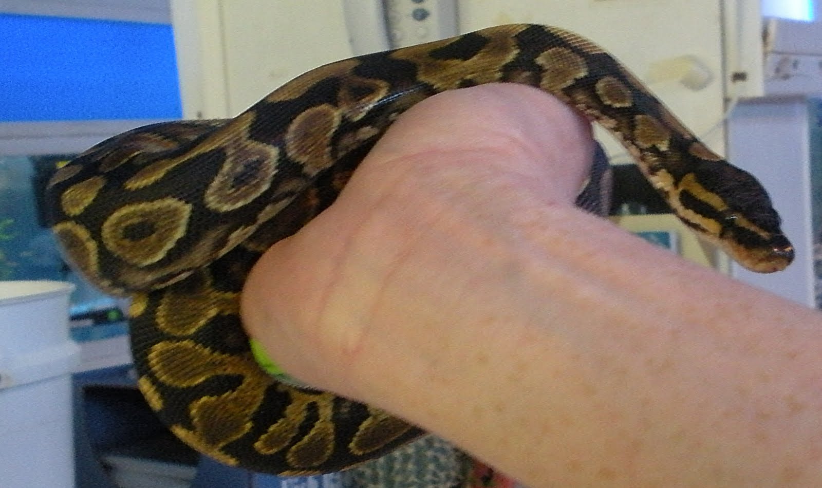 Primarily pets: Snakes and dragons