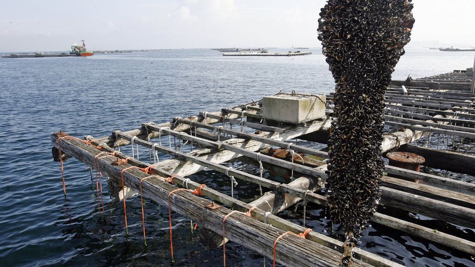Productos acuicultura, miticultura y pesca: Cultivo tradicional en ...