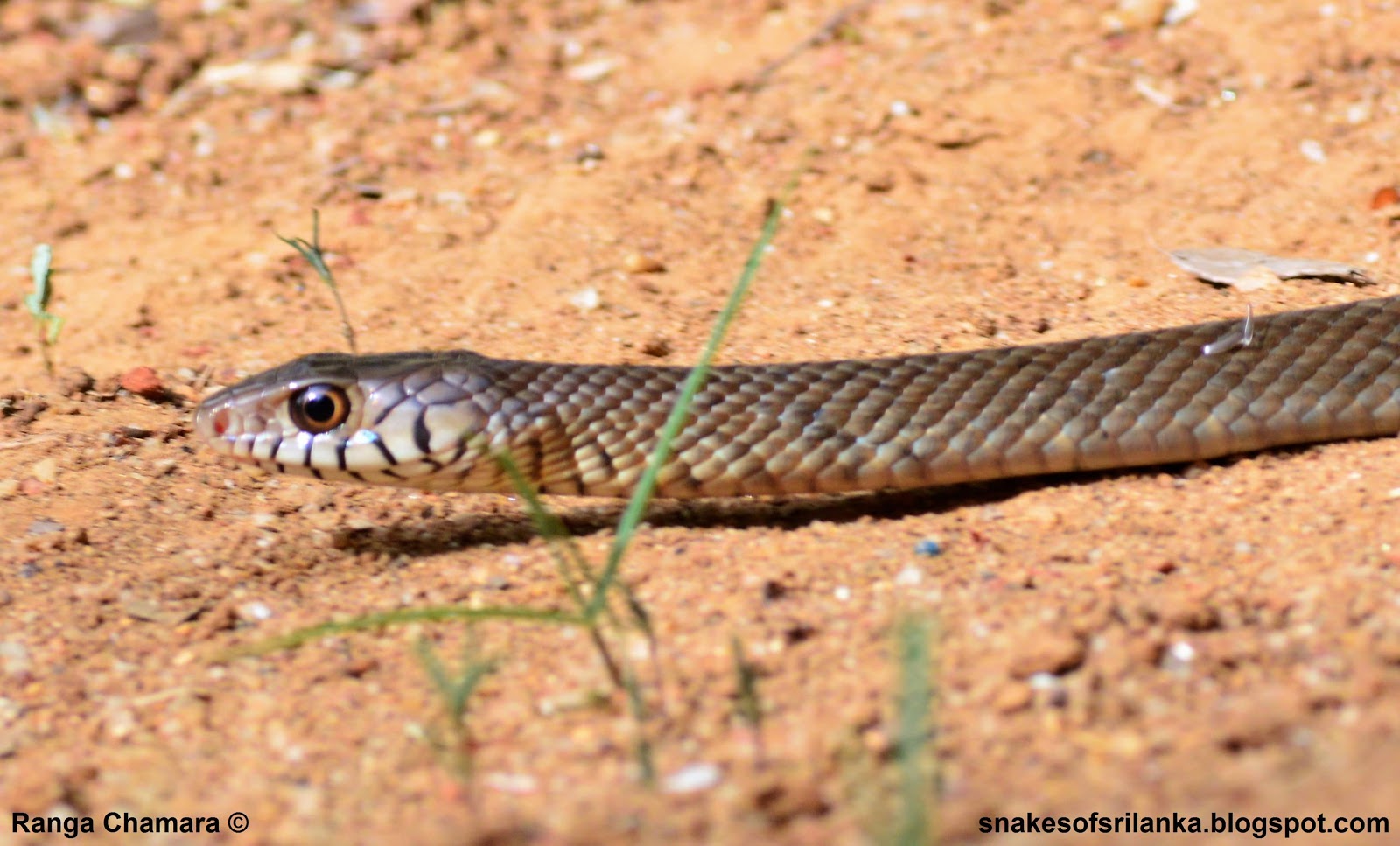 Common Rat Snake/ගැරඬියා (Ptyas mucosa-Linnaeus, 1758)