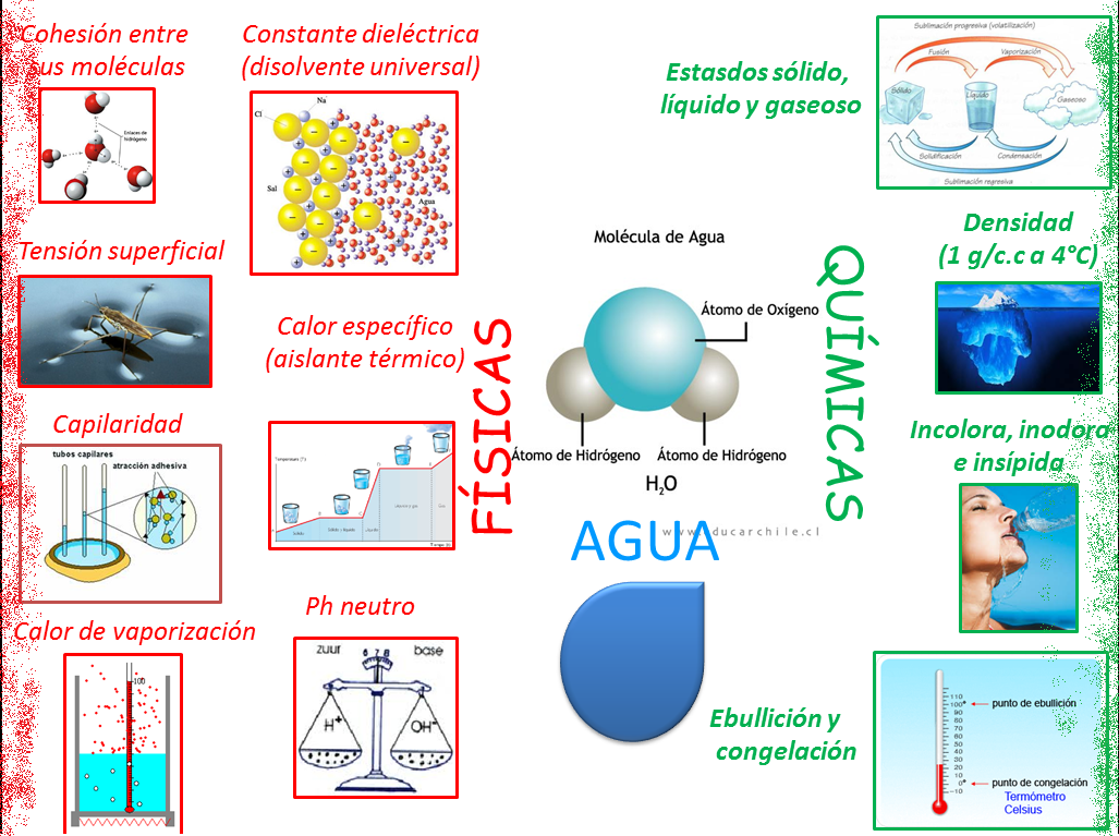 Blog de fisiologia básica de Jorge Mario Rodríguez Barraza: 28/8/13 Propiedades físicas y ...