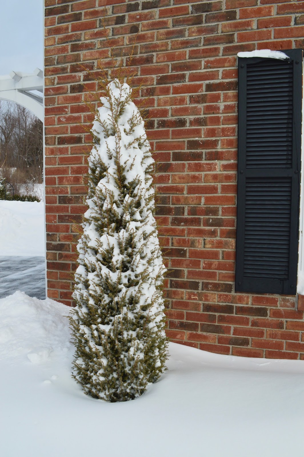 Plant Inventory at 20 Timothy : Juniperus communis / Columnar Juniper