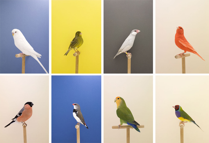 brillo boxes: Luke Stephenson - Colourful Showbirds
