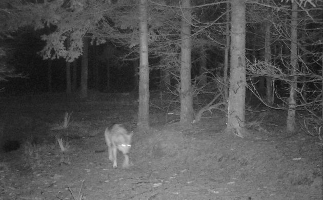 White Wolf : Denmark gets its first wolf pack in 200 years