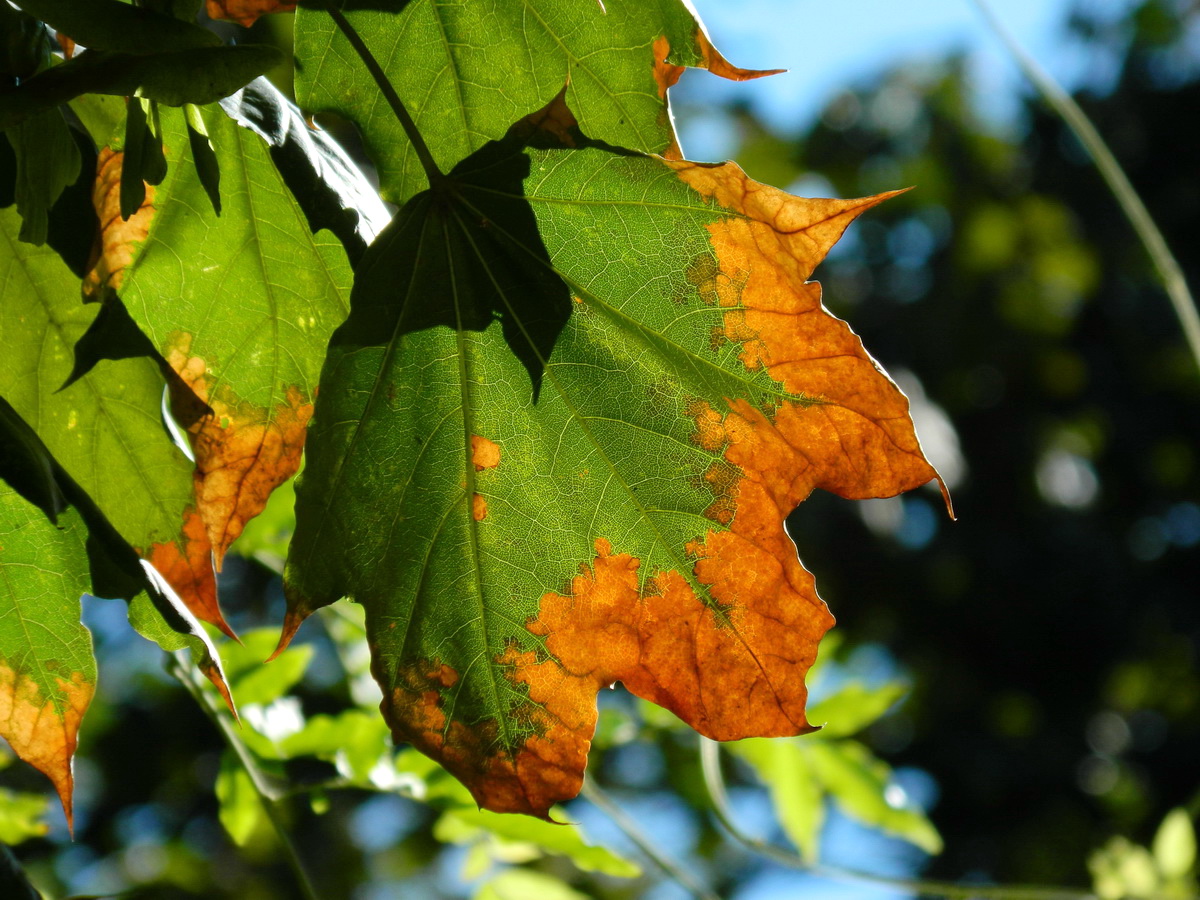 LA MULTI ANI, ROMANIA!: Frunze ruginind