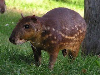 Blog do Edu Ambiental: Paca