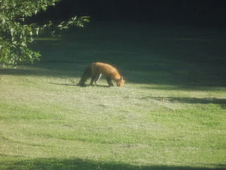 Glasgow Kentucky and beyond: Fox in Glasgow, KY