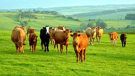 Agriculture du Monde: Selon les partisans de l’élevage bovin extensif ...