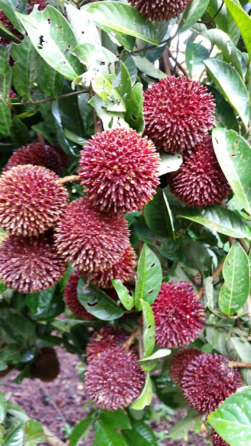 Warisan Petani: Pokok Pulasan Mula Berbunga