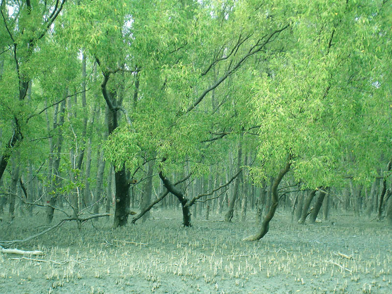 The beauty of SUNDARBAN. : Sonneratia apetala.(Keora)