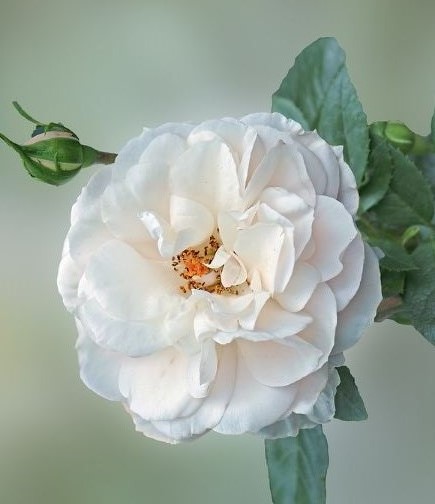 Arti,Manfaat,Khasiat, Bunga Mawar Putih - Rumah Daun Muda