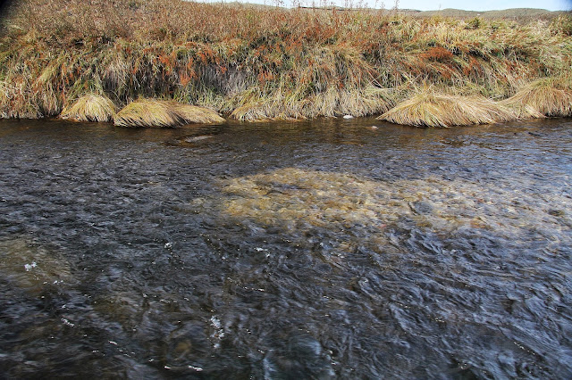Fly Paper: Brown Spawn in Full Swing
