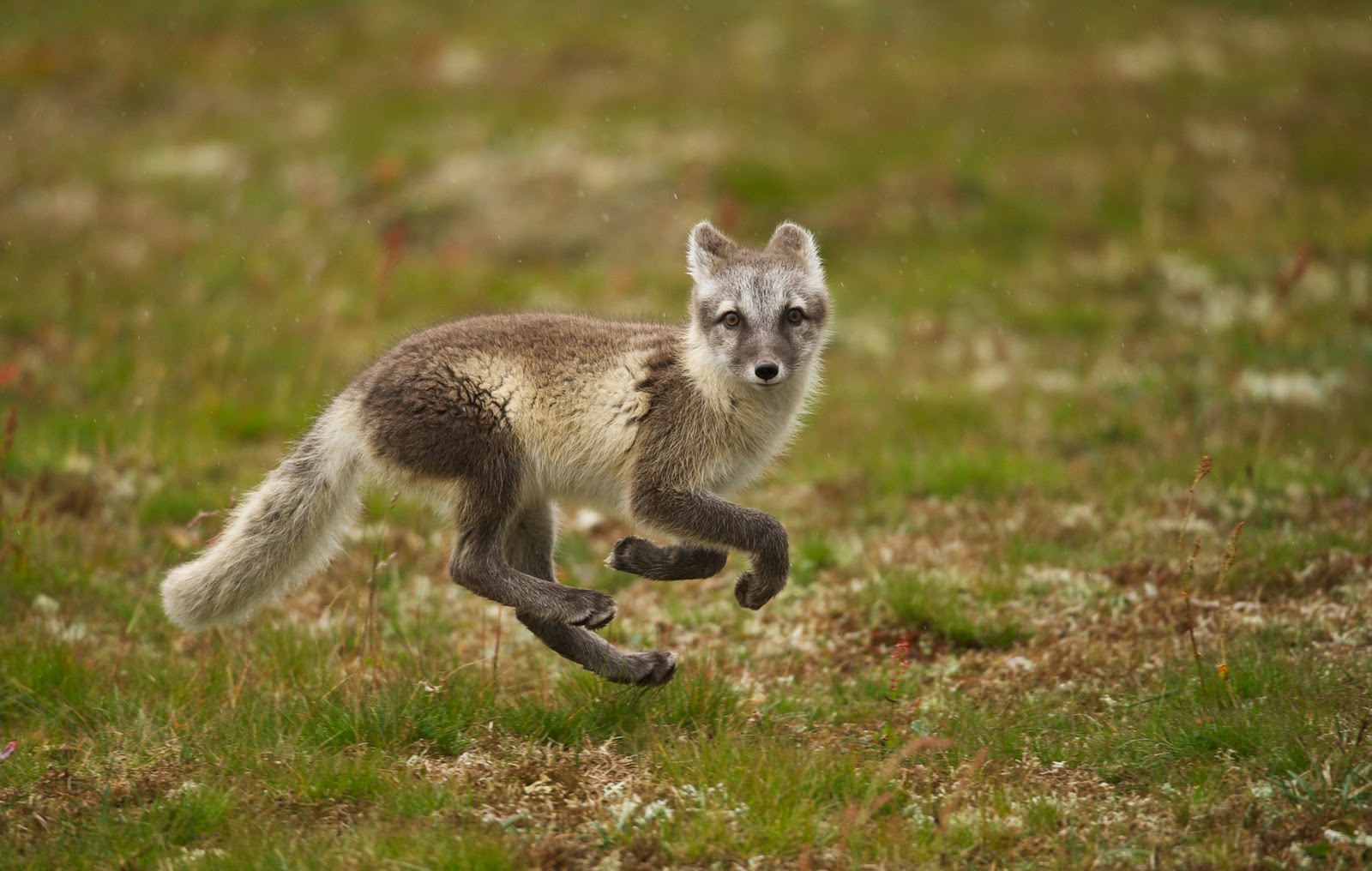 Roger Brendhagen: Fjellrev