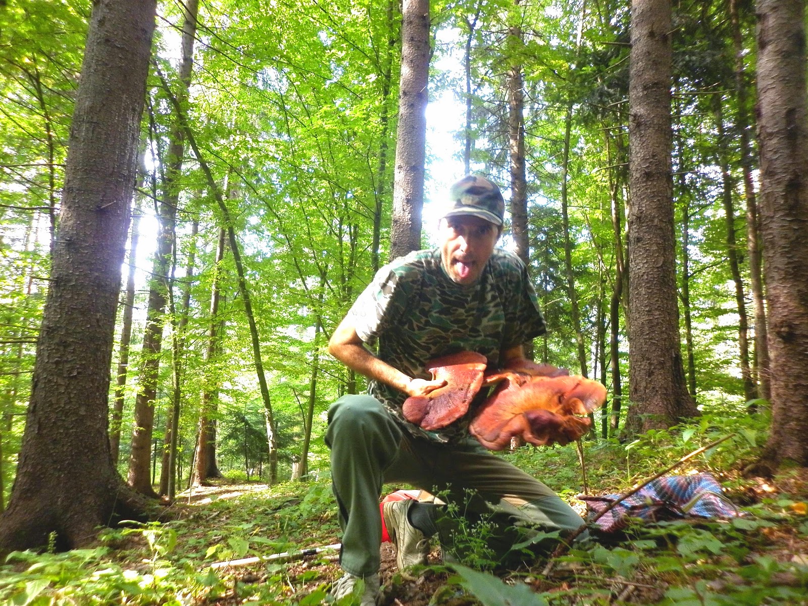 La ciuperci: Limba boului (Fistulina hepatica)