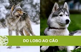 DICAS SUPER CÃO : Cães e Lobos historia