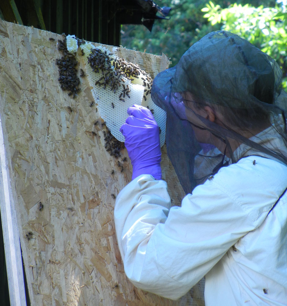 Ronna's Blog: Bye Bye Bees