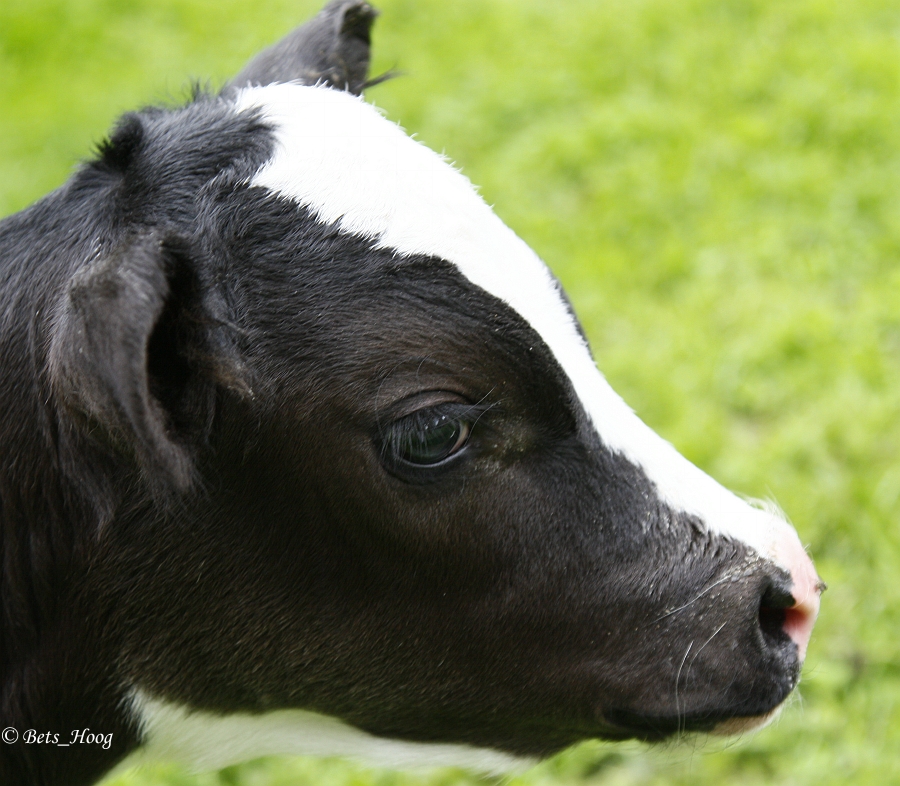 Bets Fotonieuws: Pasgeboren kalfjes