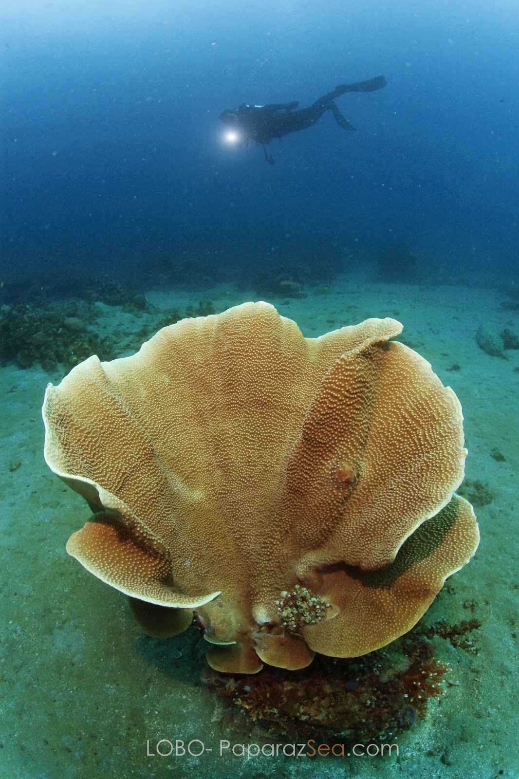 Five Reasons NOT to Dive Lobo Batangas - PaparazSea