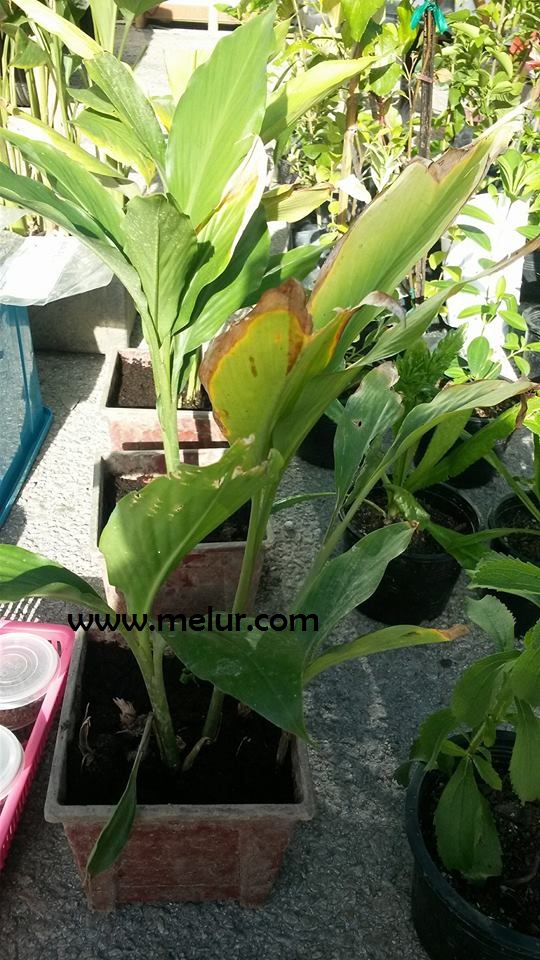 Nurseri Melur.com: 2018