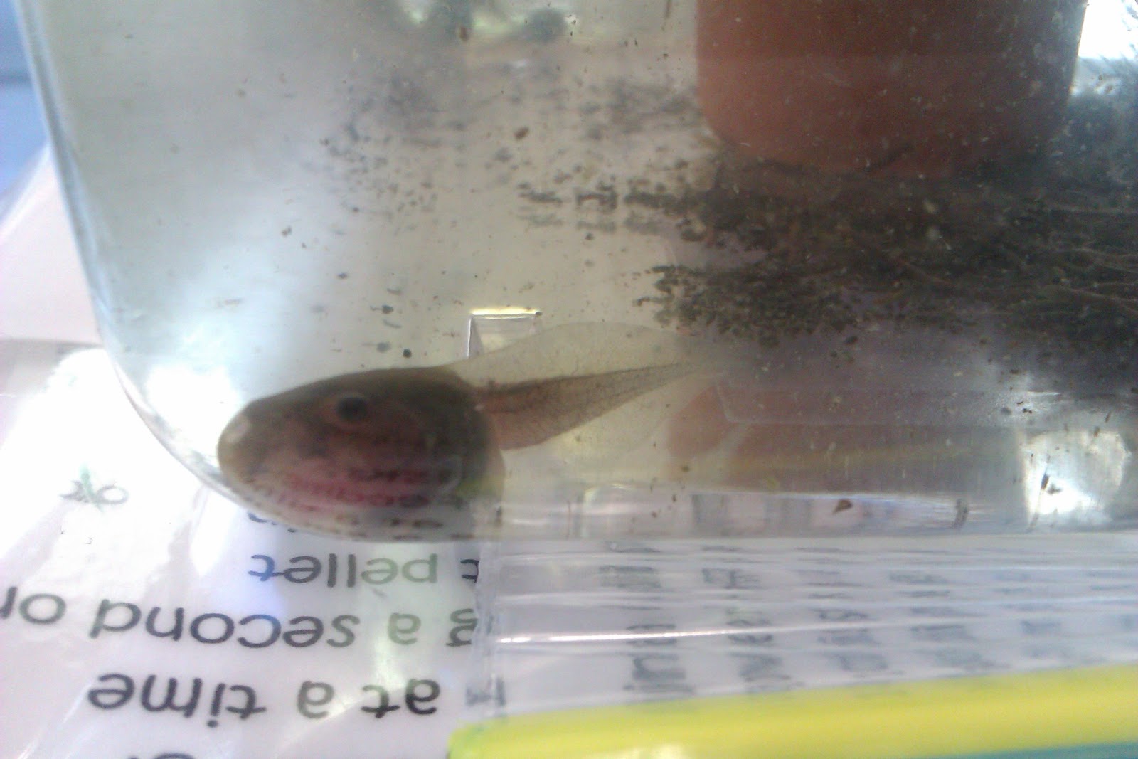 ACT Frogwatch Tadpole Kits