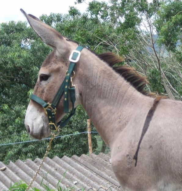 Foto de mula - Imagui