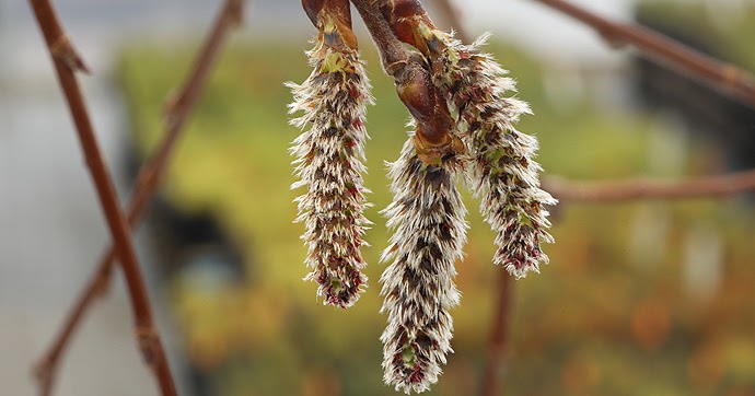 Aspen ~ Flower Essence