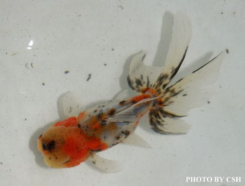 金魚&水族快訊Goldfish & Aquarium Messages: 鈴木東錦寫真(Suzuki Azuma-nishiki/Calico ...
