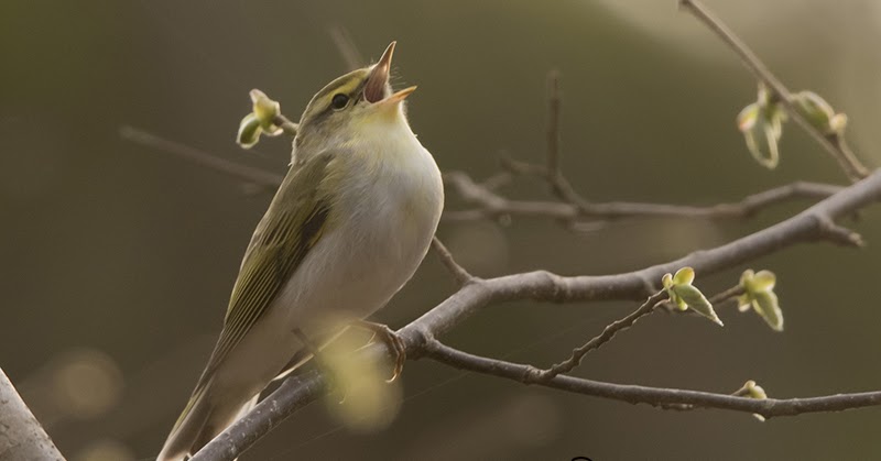 notmanywords: Muggleswick