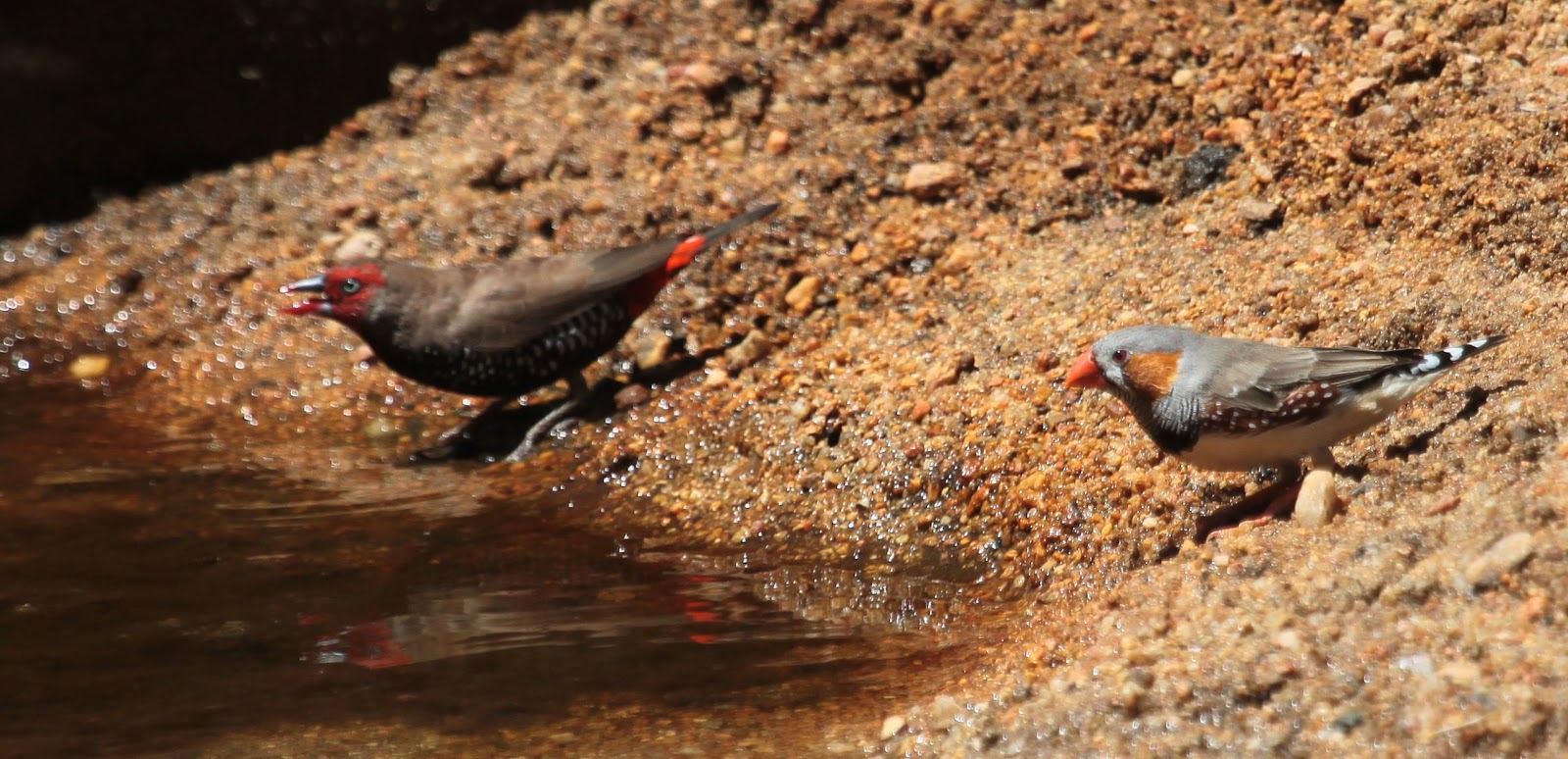 Richard Waring's Birds of Australia: Painted Finches and Black ...
