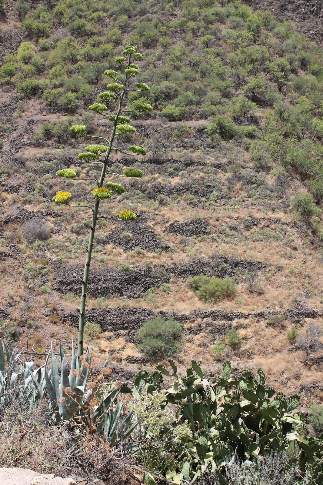 CANARY TWEETS: GUANCHE CAVES ON GRAN CANARIA