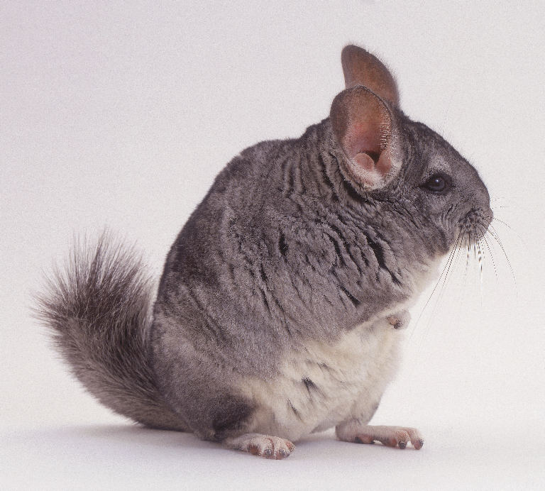 All-animals-on-the-planet