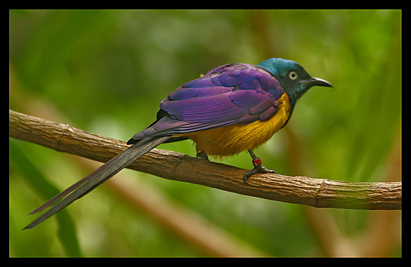 Chella's Musings: Multi-color Birds