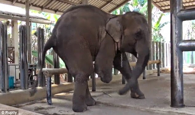 Conoce a Mosha, la primera elefante en el mundo con una pierna ...