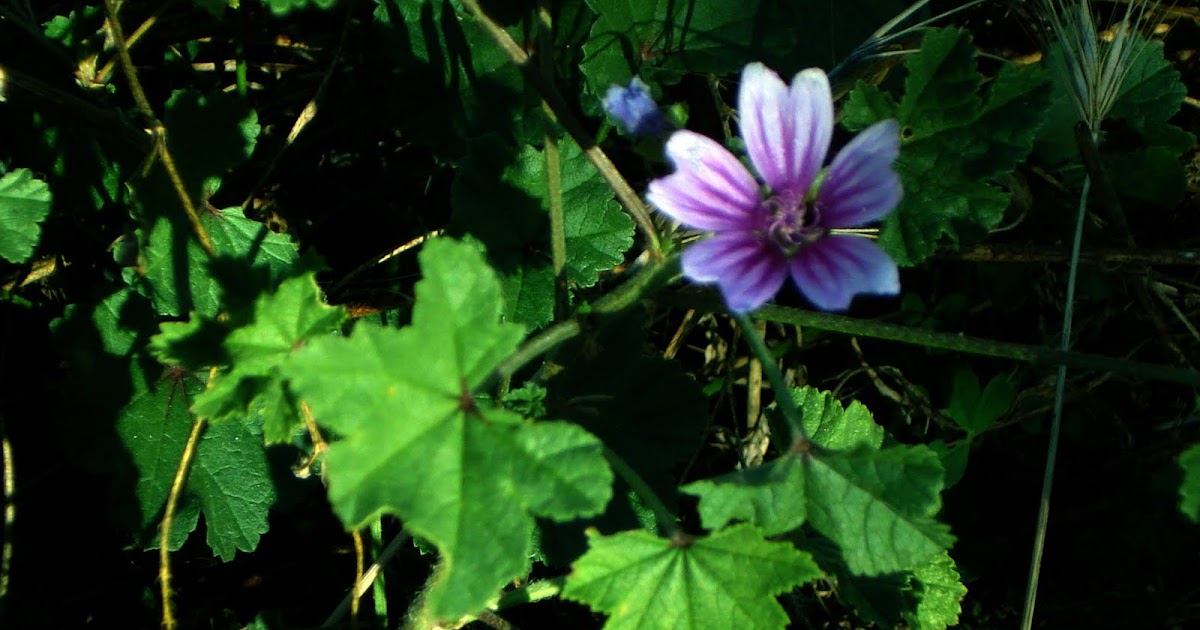 Malva común o Malva Sylvestris