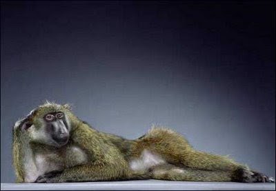 Ekspresi lucu Monyet / Funny Monkey's Expression - steycool blog