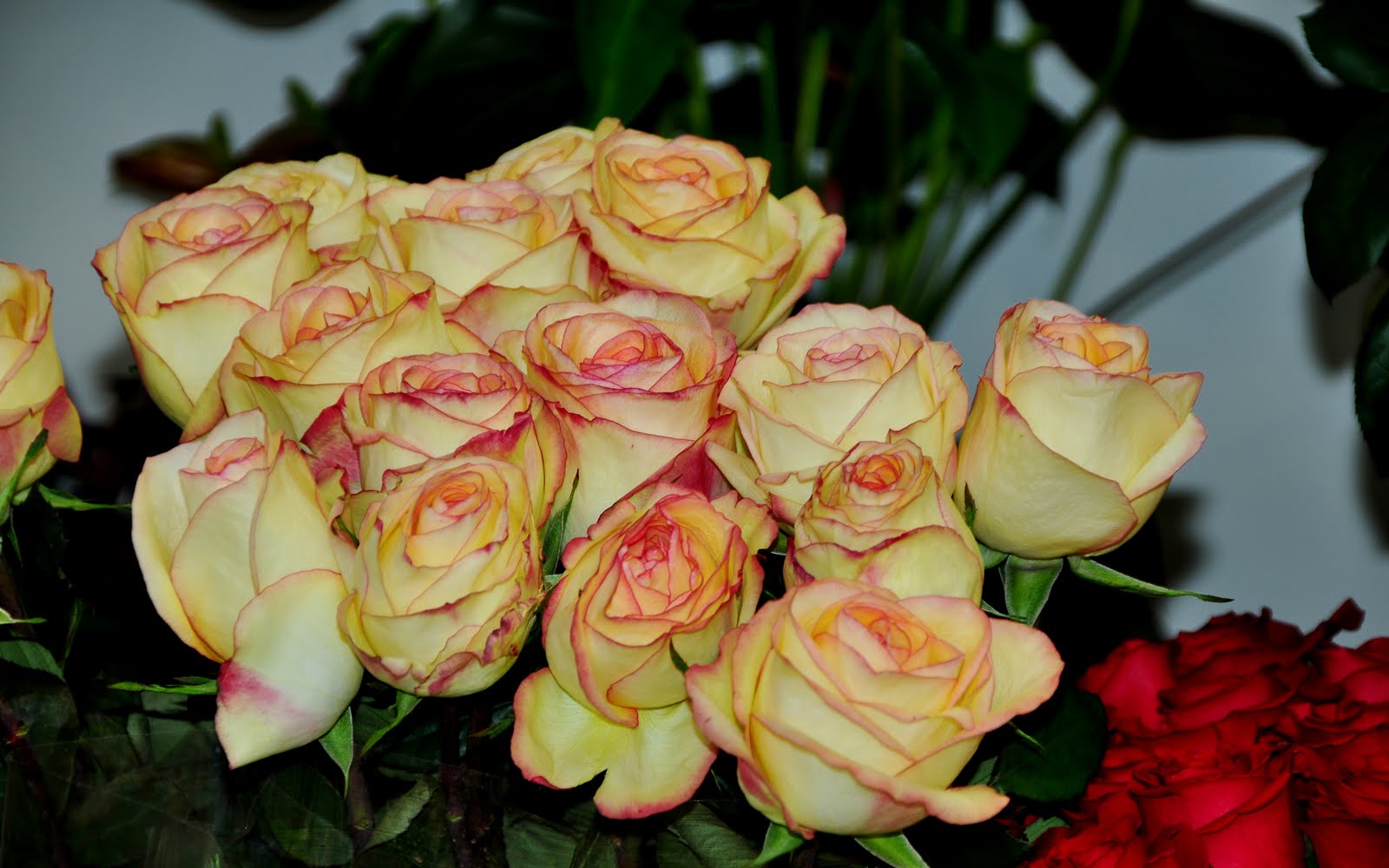 Banco de Imagenes Gratuitas: Rosas de colores para el 10 de mayo IX (12 ...