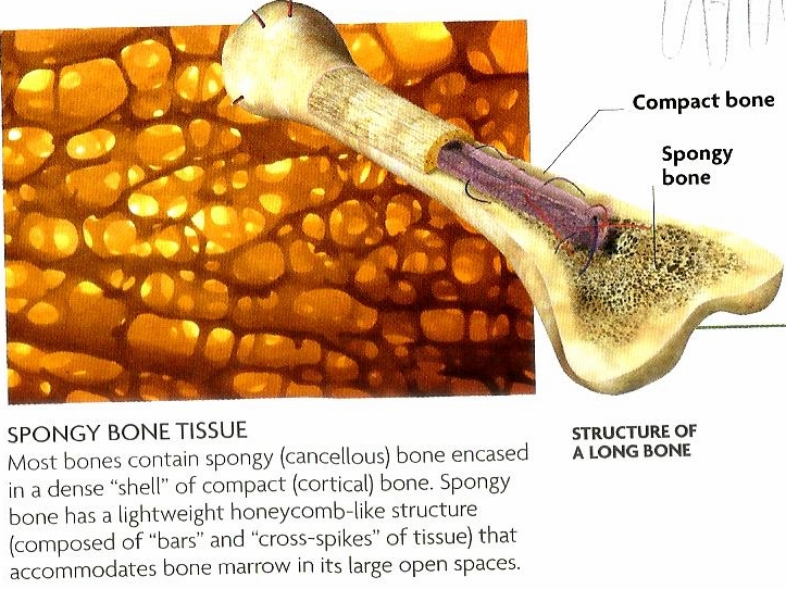 Manash (Subhaditya Edusoft): Tissues : Reservoir of different Cells for ...