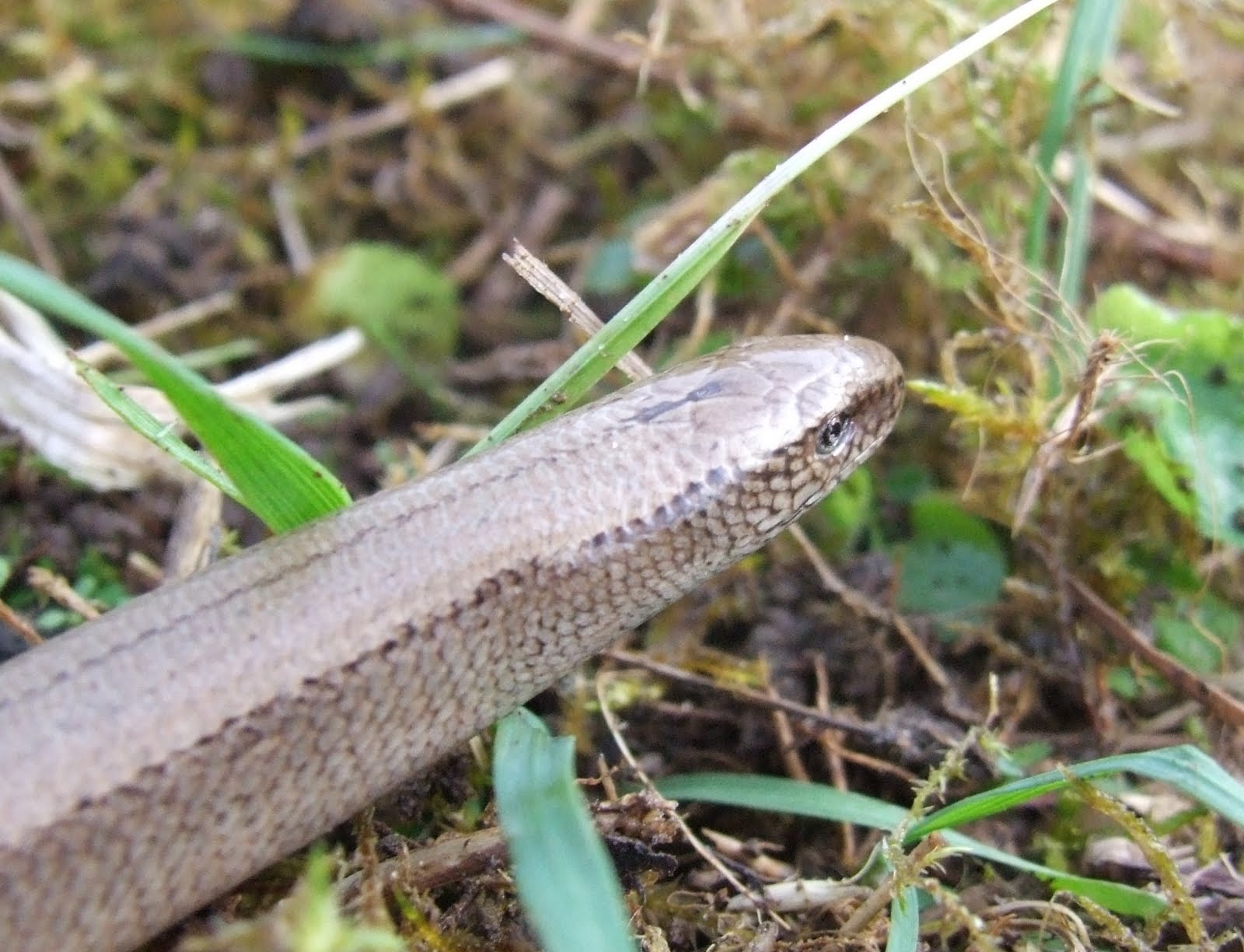 La biodiversité de mon jardin ou comment préserver et accueillir la ...