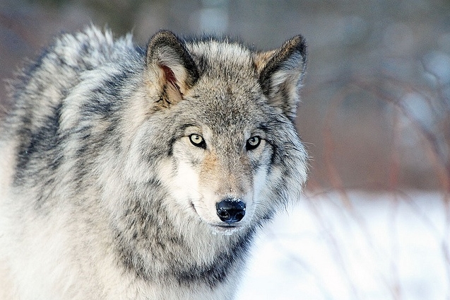 White Wolf : Gray wolves just won another battle to stay on the ...