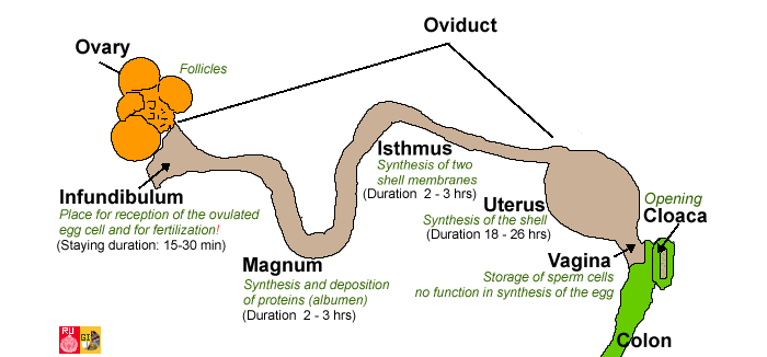 Poultry Management.: Anatomy and Physiology of the Chicken