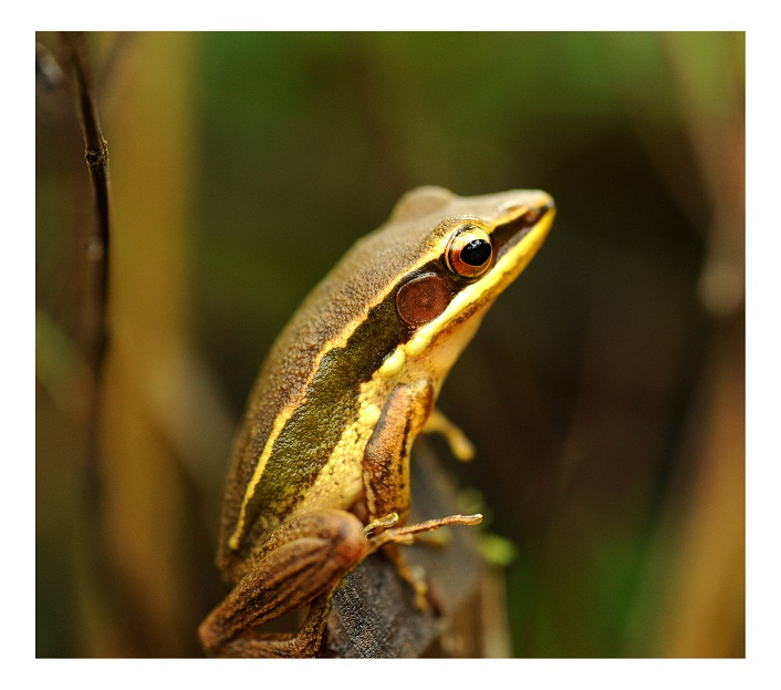 Bornean Flat Headed Frog