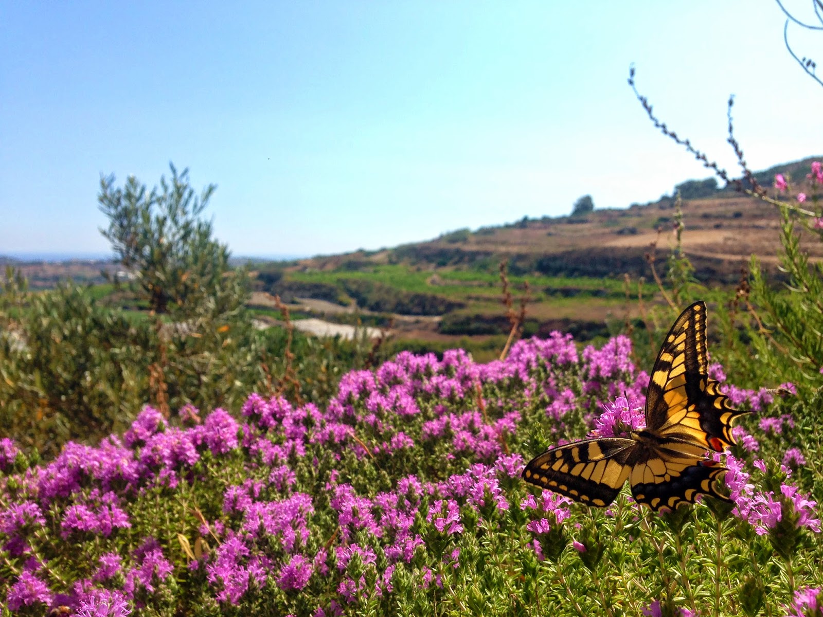Merill Eco Tours: Maltese birds, butterflies and bees!