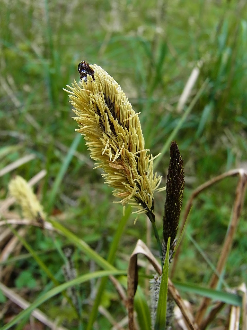 quatre saisons: joncs