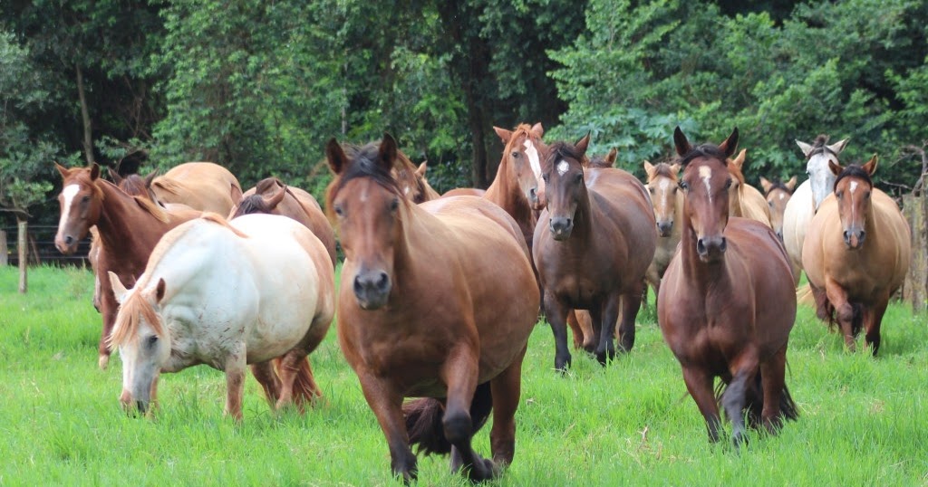 CRIAÇÃO DE ANIMAIS: Dicas Sobre Criação de Cavalos