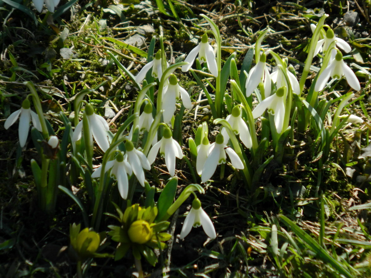 LA MULTI ANI, ROMANIA!: Ghiocei
