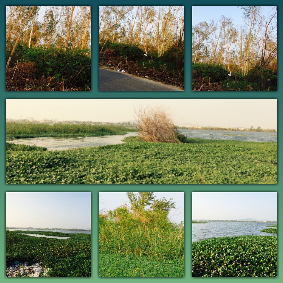 Trip to Nanmangalam Lake & Forest