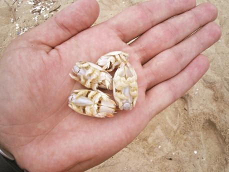 Carioca Iate Clube - CIC: O tatuí é uma isca muito eficiente