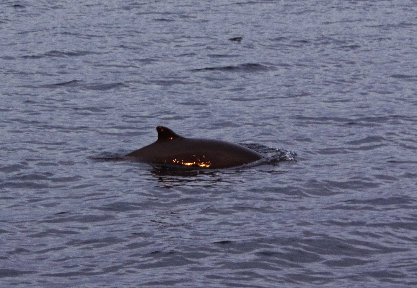 Båt Blogg. Merry Fisher 605 og Merry Fisher 595, Loke , (boat blog ...