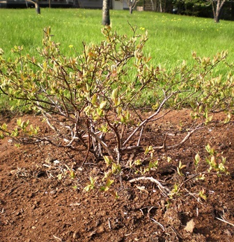 A Home Grown Journal: Haskap, Honeyberry or Zhimolost?