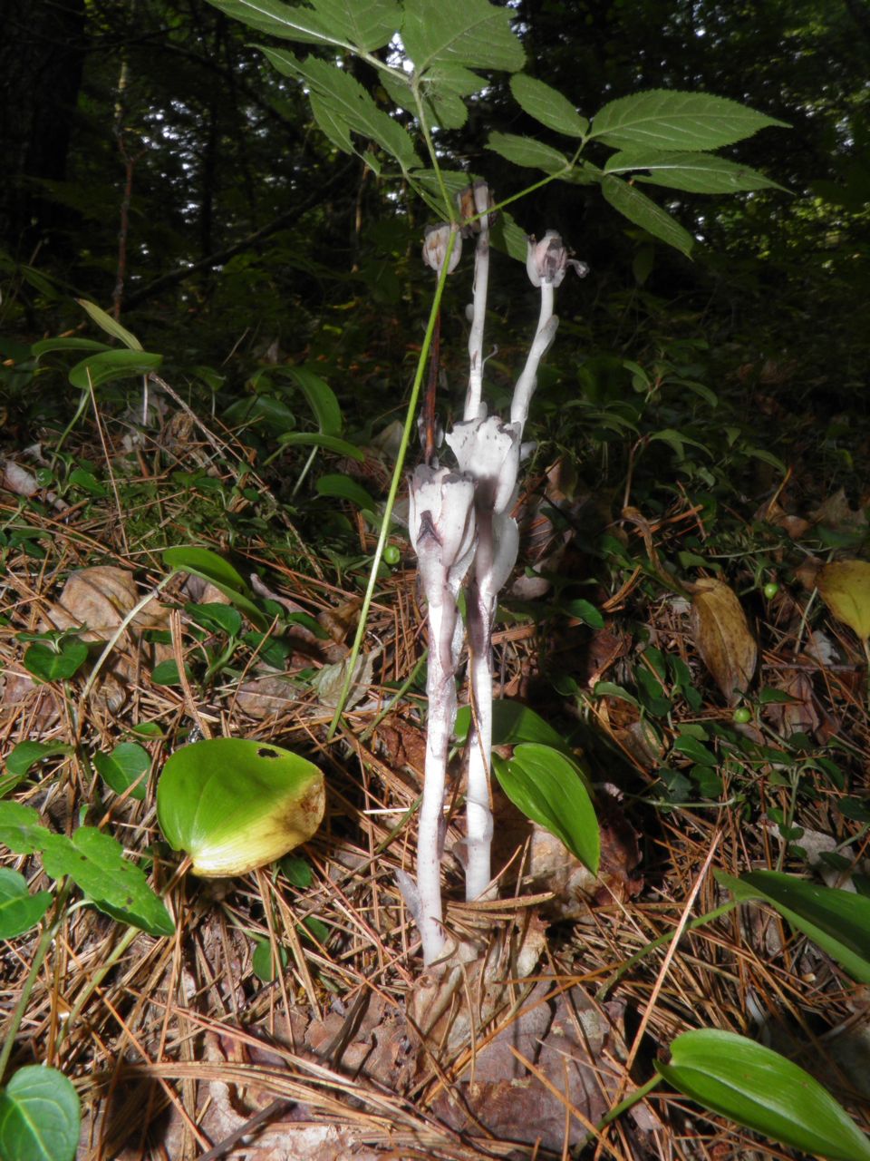 Docaitta Lifestyle: Indian Pipe, an exotic and unusual plant